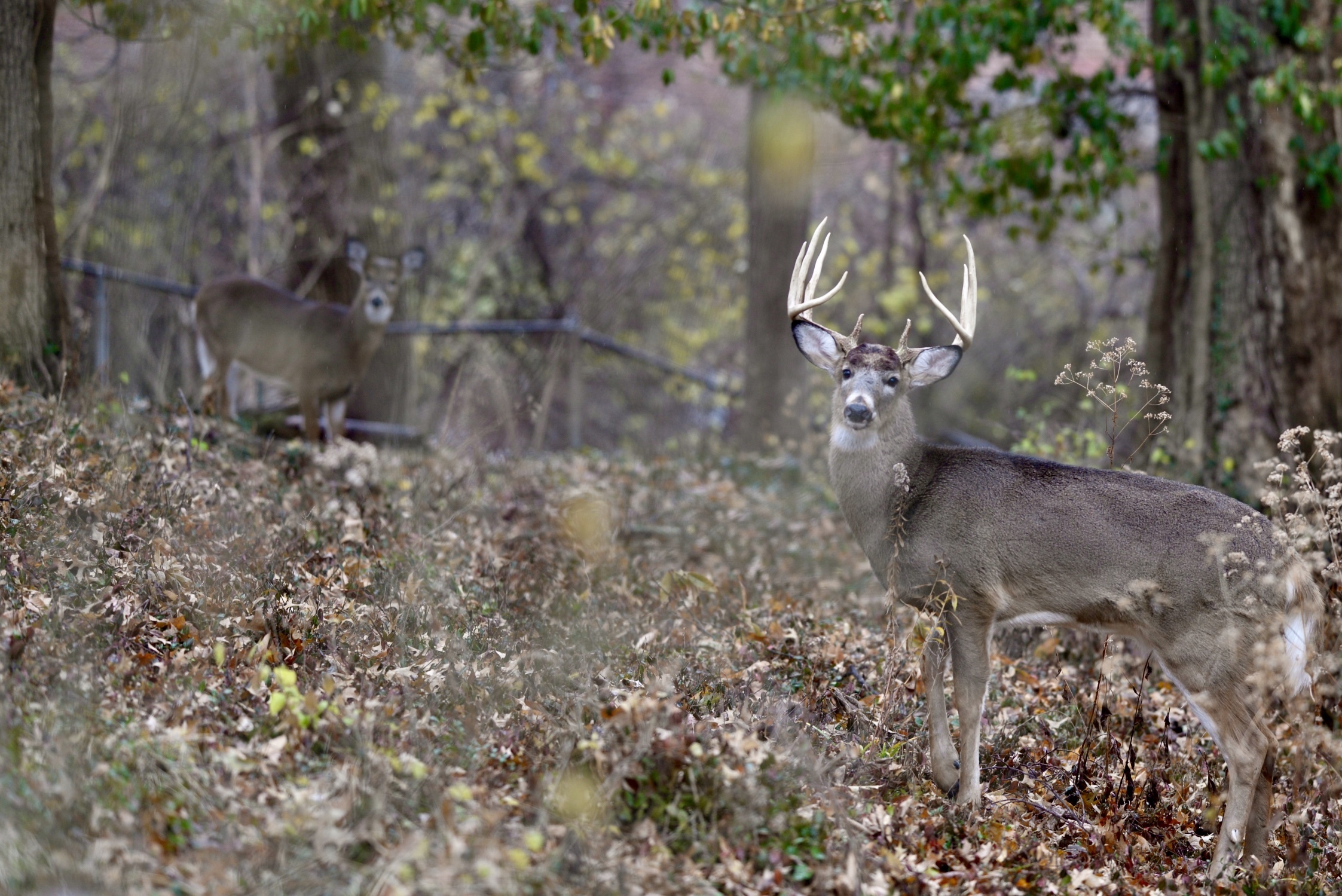 Delaware County's youth hunters near average in Ohio’s deer gun season ...